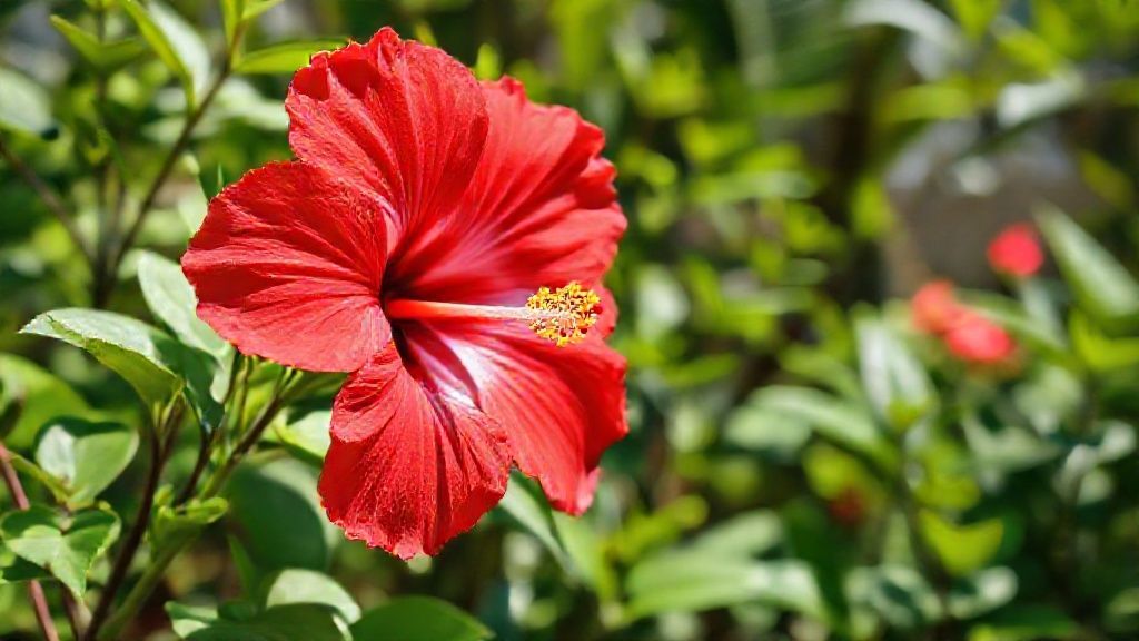 Como cuidar da flor de hibisco: 5 passos essenciais